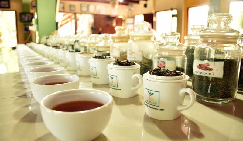 Virgin White Tea Plantation - Malabar Hill Sri Lanka